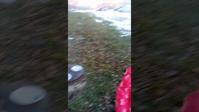 Кормим кошек