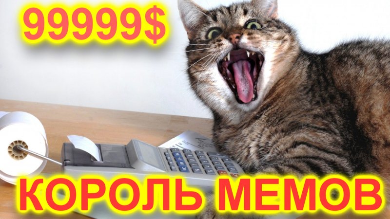 ПРИКОЛ С КОТОМ-кот-счетовод/КОРОЛЬ МЕМОВ
