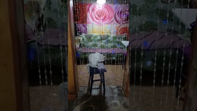День как день. Залипательные ролики о котах и не только.