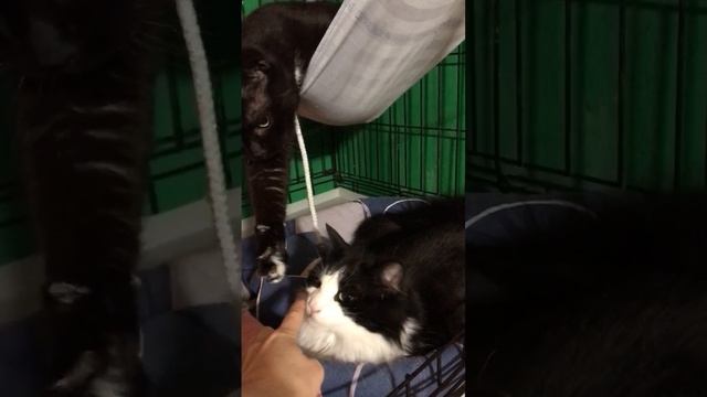 Фима в гостях у Валерика🐈🐈