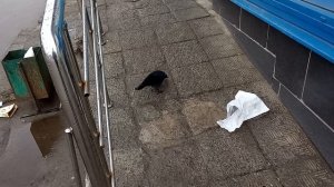 Ворона