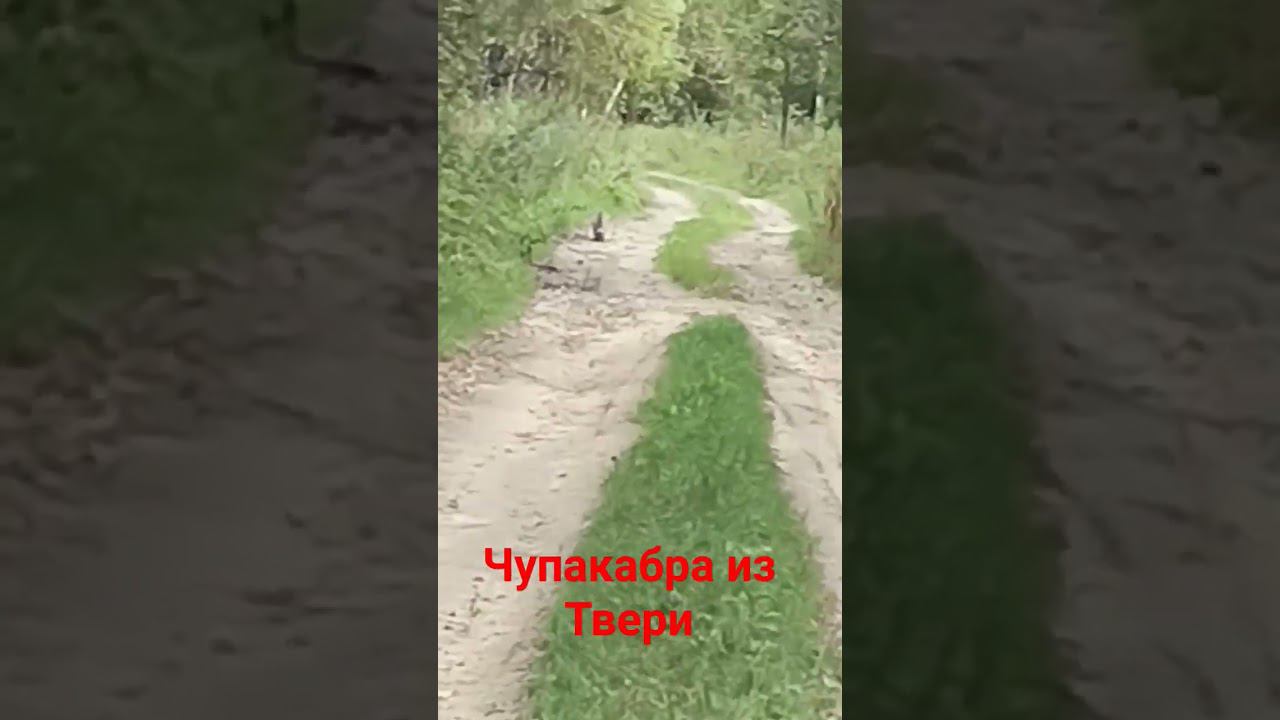 Чупакабра из Твери