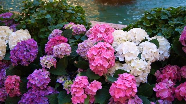 Цветы фонтал