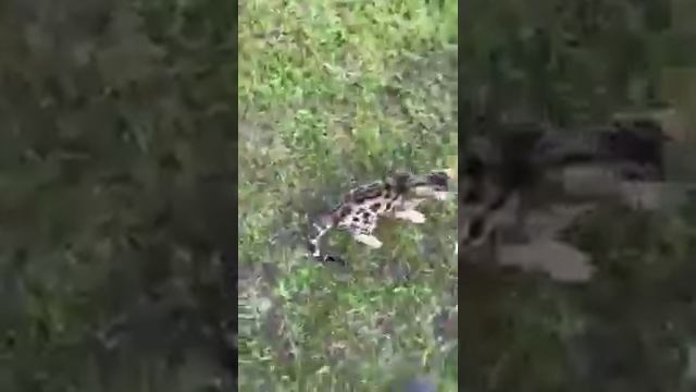 Бенгальский кот. Редкая порода. Шикарный Папик нашего Вирсика. Bengal cat.