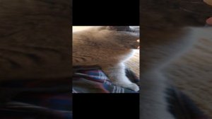 VID_20230701_173418.mp4