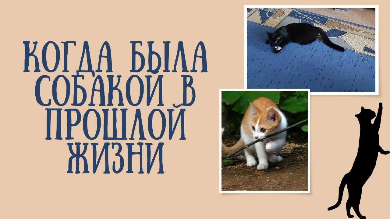 Была собакой в прошлой жизни