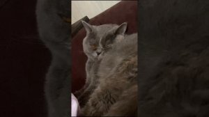 На что вы живёте? Смешные котики? #смешныекоты #funny #funnyvideo