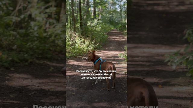 Расскажем новичкам, что их ждет? 🐾