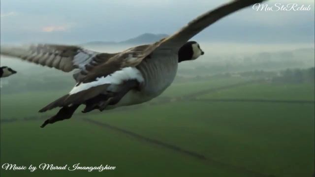 ImangadJiev - Седая осень