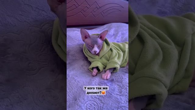 Мэни вконец обнаглел 😼