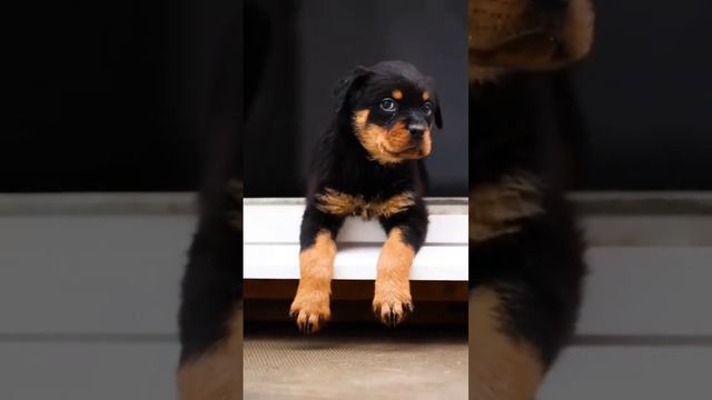 Rotweiller#videoedits60 #animals #adoptdontshop