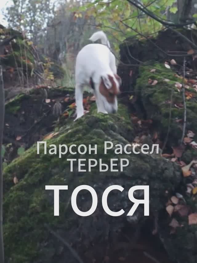 Белая Собачка Тося - канал для друзей!