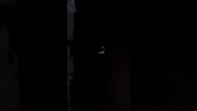 1000031615.mp4