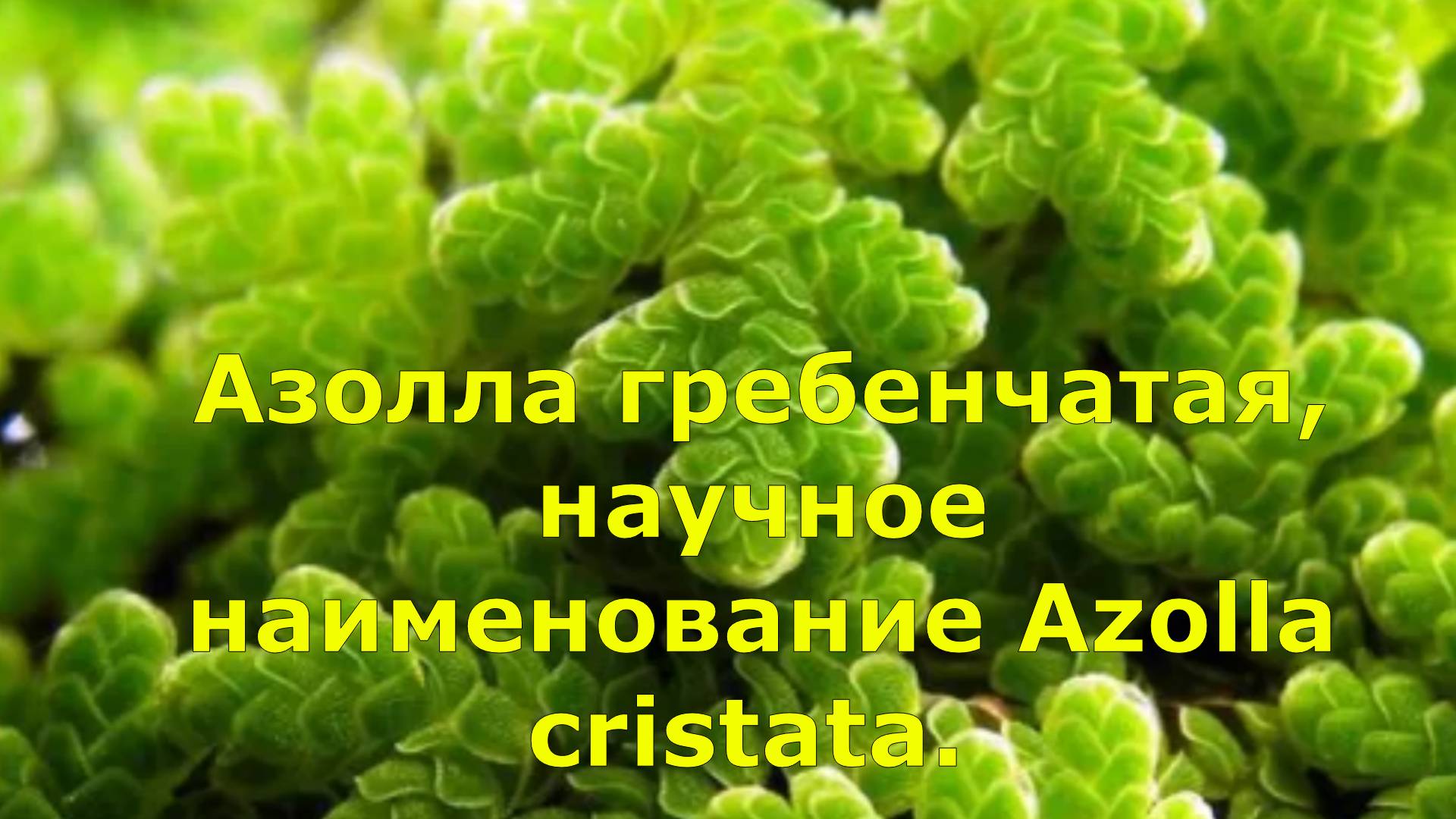 Азолла гребенчатая, научное наименование Azolla cristata.