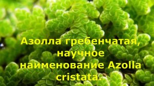 Азолла гребенчатая, научное наименование Azolla cristata.