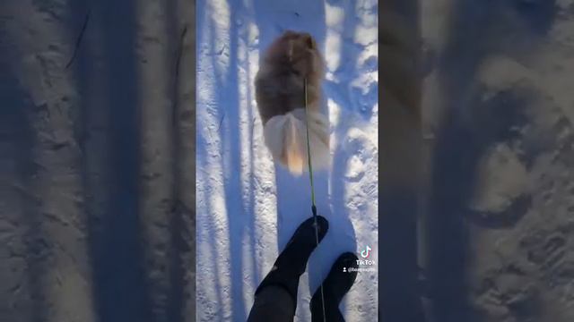 Вкусный Басин снег!