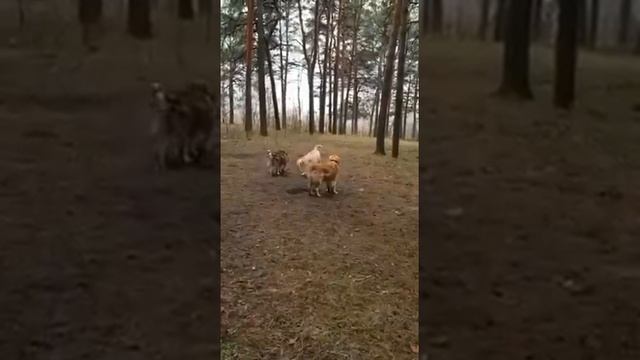 Лабрадор (14).mp4