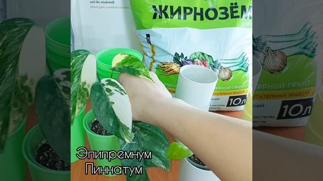 Мой цветочный хомяк радуется не только новым растениям?Полезные мелочи? #растения #цветы #shorts