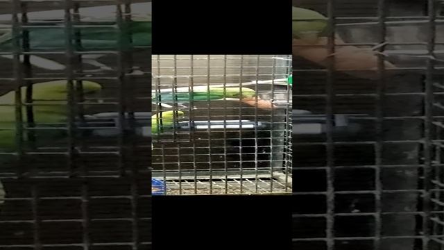 Морковка для волнистиков