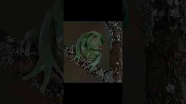 смешное видео . комбинированные животные