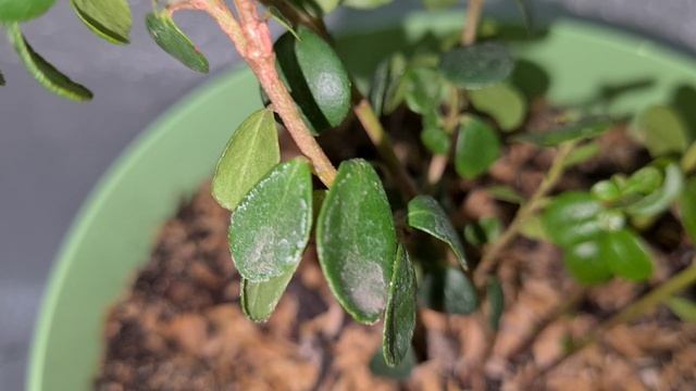 Мирсина 8 (обрезка)            Переделанное старое видео