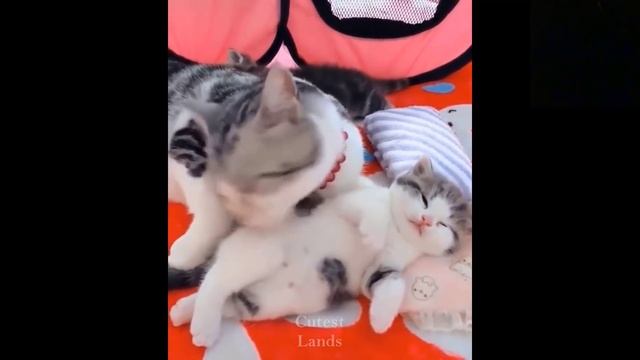 Приколы с котиками. Котики #95