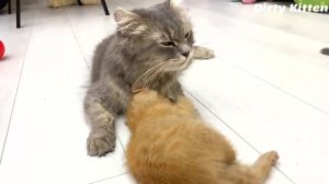 Мама Кошка приняла рыжика, покормила, а дальше что? Смотрите