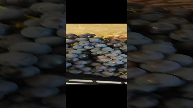 Урожай 2024. Ростовская область, 29 июля.