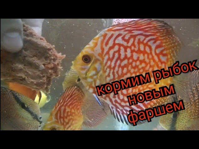 Работа в выходной. Кормим Дискусов новым фаршем.