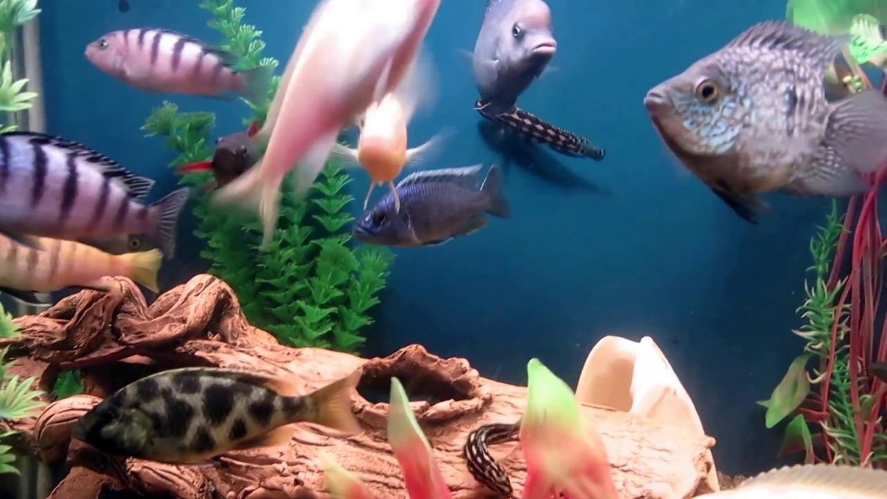 Аквариум - 2015