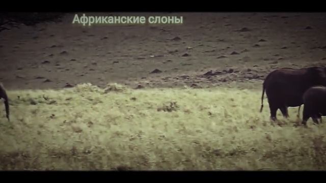 Африканские слоны гуляют по полю