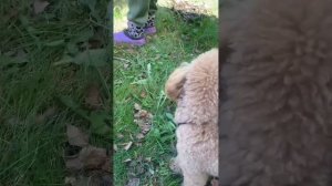 Тедди на даче) его дела