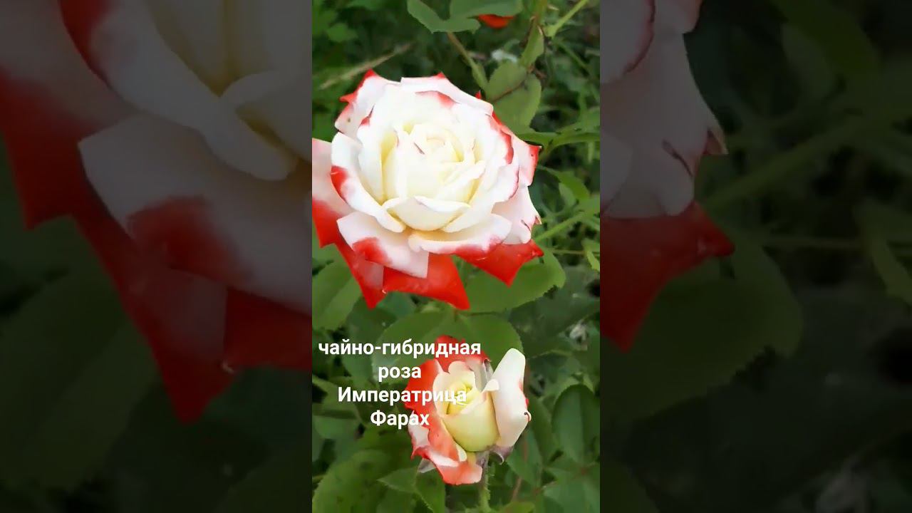чайно-гибридная роза Императрица Фарах