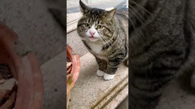 Твое лицо, когда не кормили целых 15 минут /кот/юмор