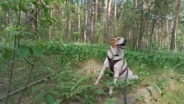 Гуляем в сосновом бору с ландышами