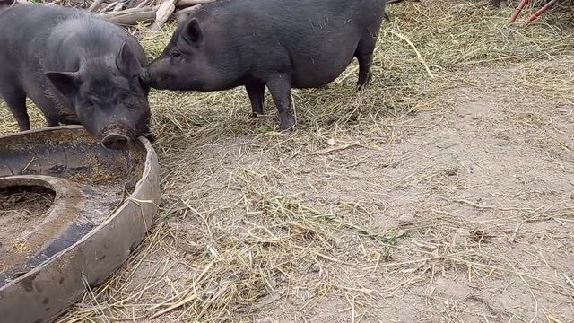 Хозяйство.