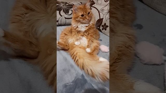 Кот сидит на диване в человеческой позе.