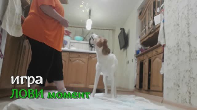 игры с собаками / Лови момент