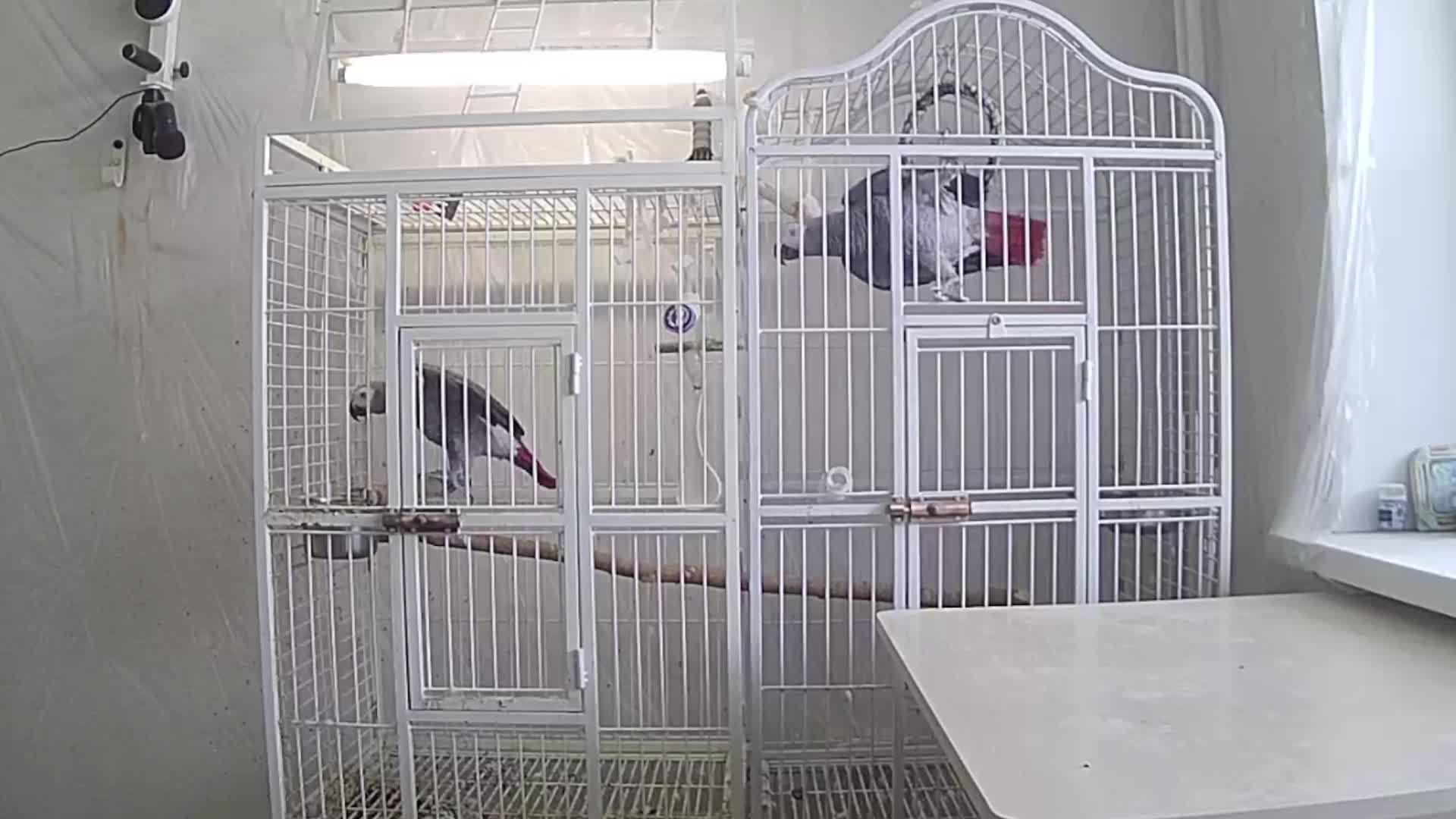 Попугаи Жако Contents of Gray African parrots