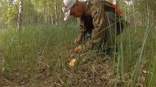 Поход за грибами Рязанская область.Тихая охота.Встретил грибников.