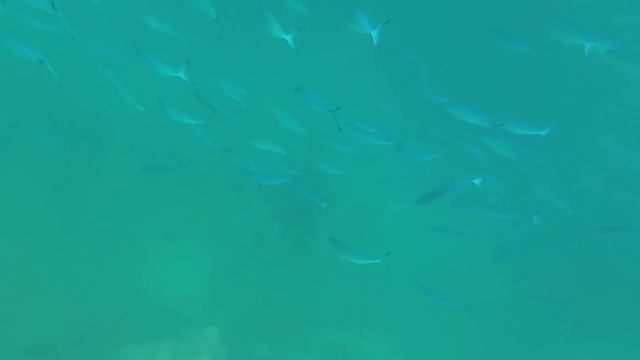 Mitch and Eva Surprise 30th trip to the Maldives - Club med Kani ...