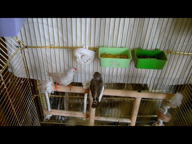 Как дела у наших Амадин? Птенец вылетел из гнезда