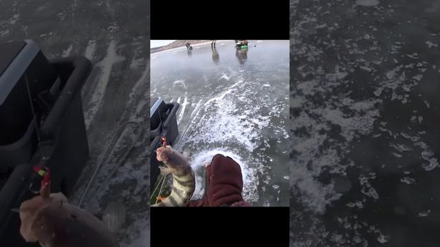 Ловля судака на Суровикинскую блесну