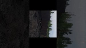 Быки