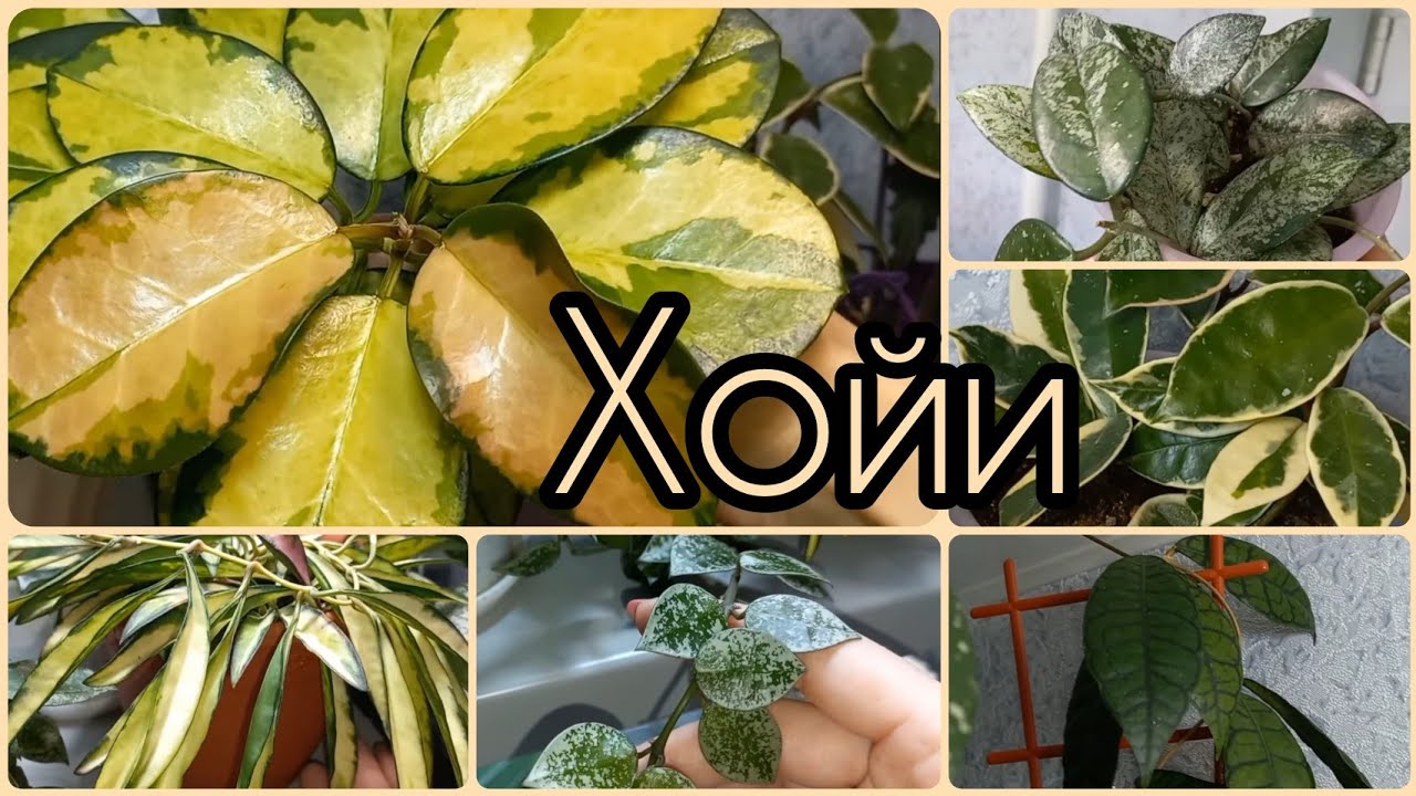 Хойи?Обзор коллекции?Огромная Пубикалис?Непокорная Триколор?Кентиана?Калимантан?Австралис Лиза