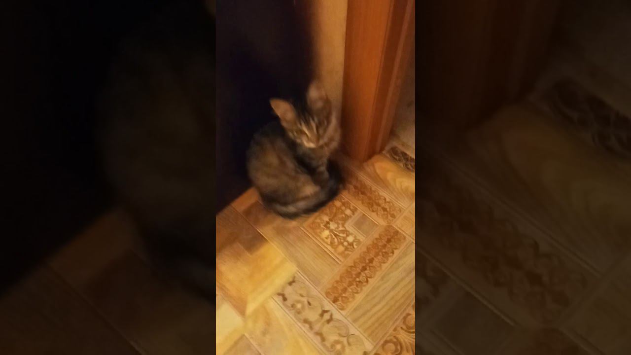 Наш любимый котик.