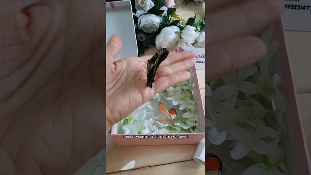 Живые тропические бабочки Челябинск в подарок