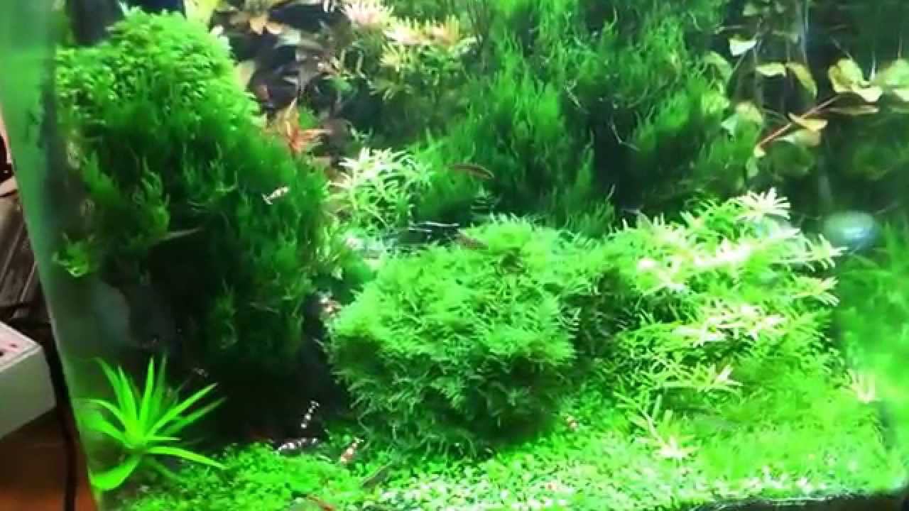 Красные кристаллы на пастбище