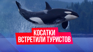 На Сахалине косатки встретили туристов