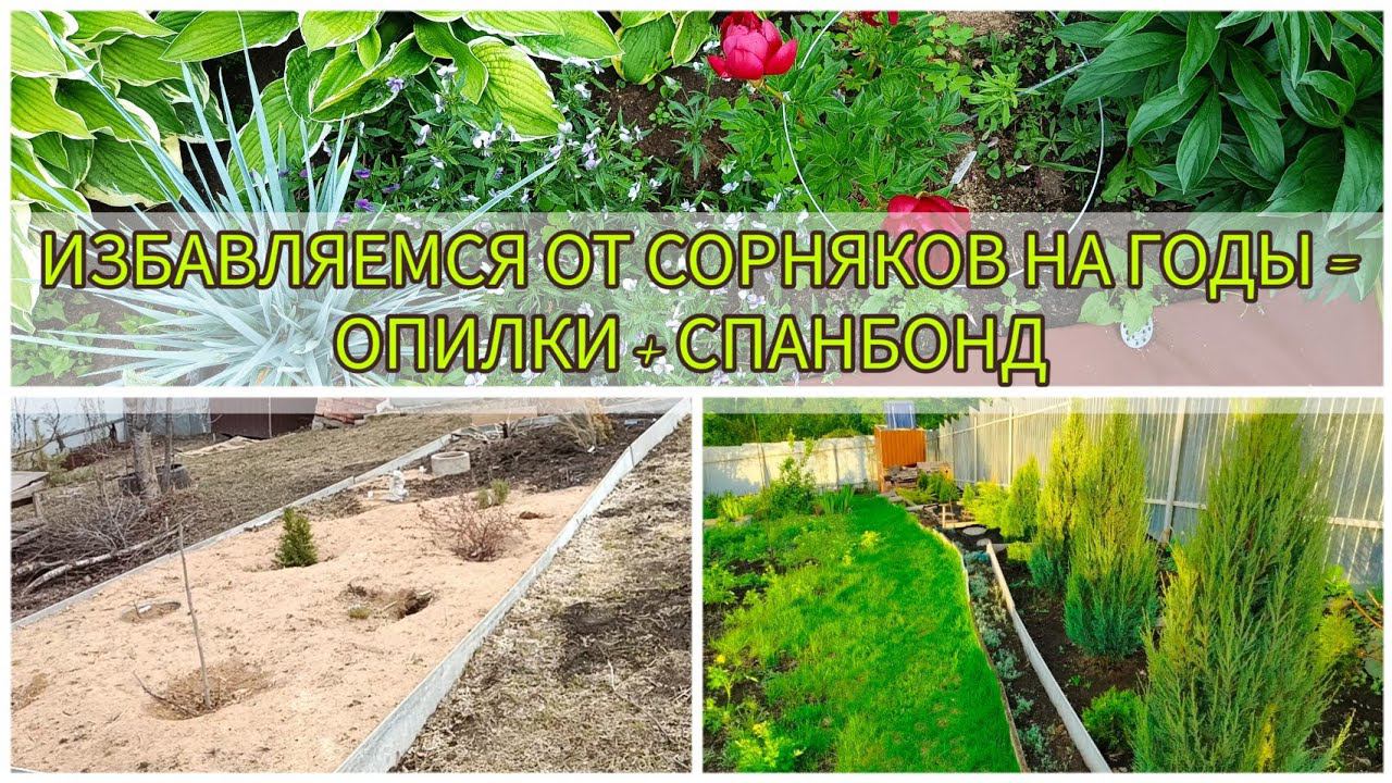 ВЫСАЖИВАЮ ТУИ ПОД СПАНБОНД